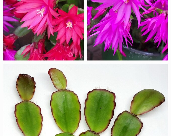 Spring Cactus, Easter Cactus, Rhipsalidopsis Gaertneri Unrooted ...