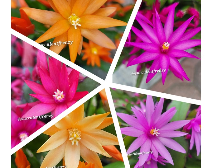 Spring Cactus, Easter Cactus, Rhipsalidopsis Gaertneri - Unrooted ...