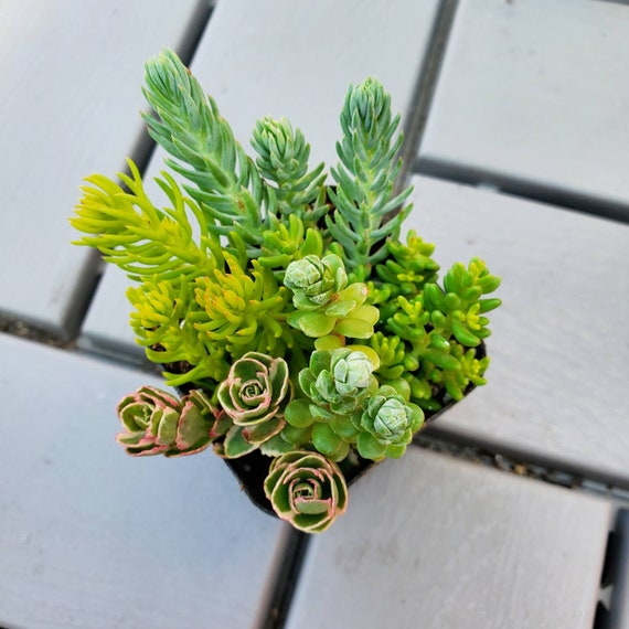 2 Pot 5 Varieties Mixed Sedum Collection Cuttings | Etsy