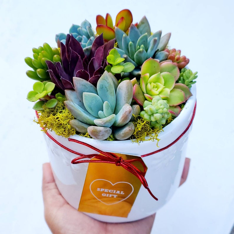 Succulent Arrangement Gift Mothers Day Teacher Thank You - Etsy