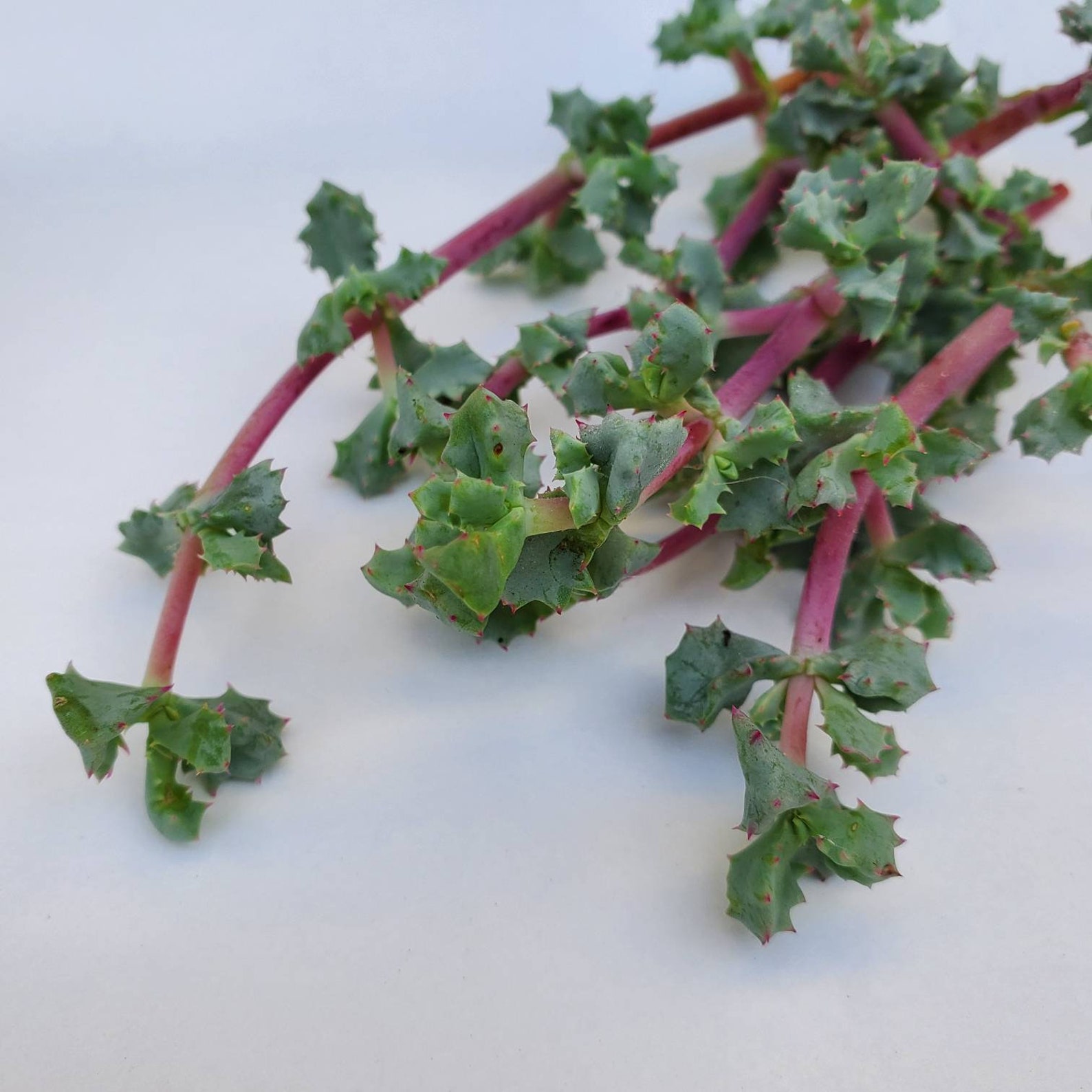5 Cuttings Lampranthus Blandus 'pink Vygie' Succulent | Etsy
