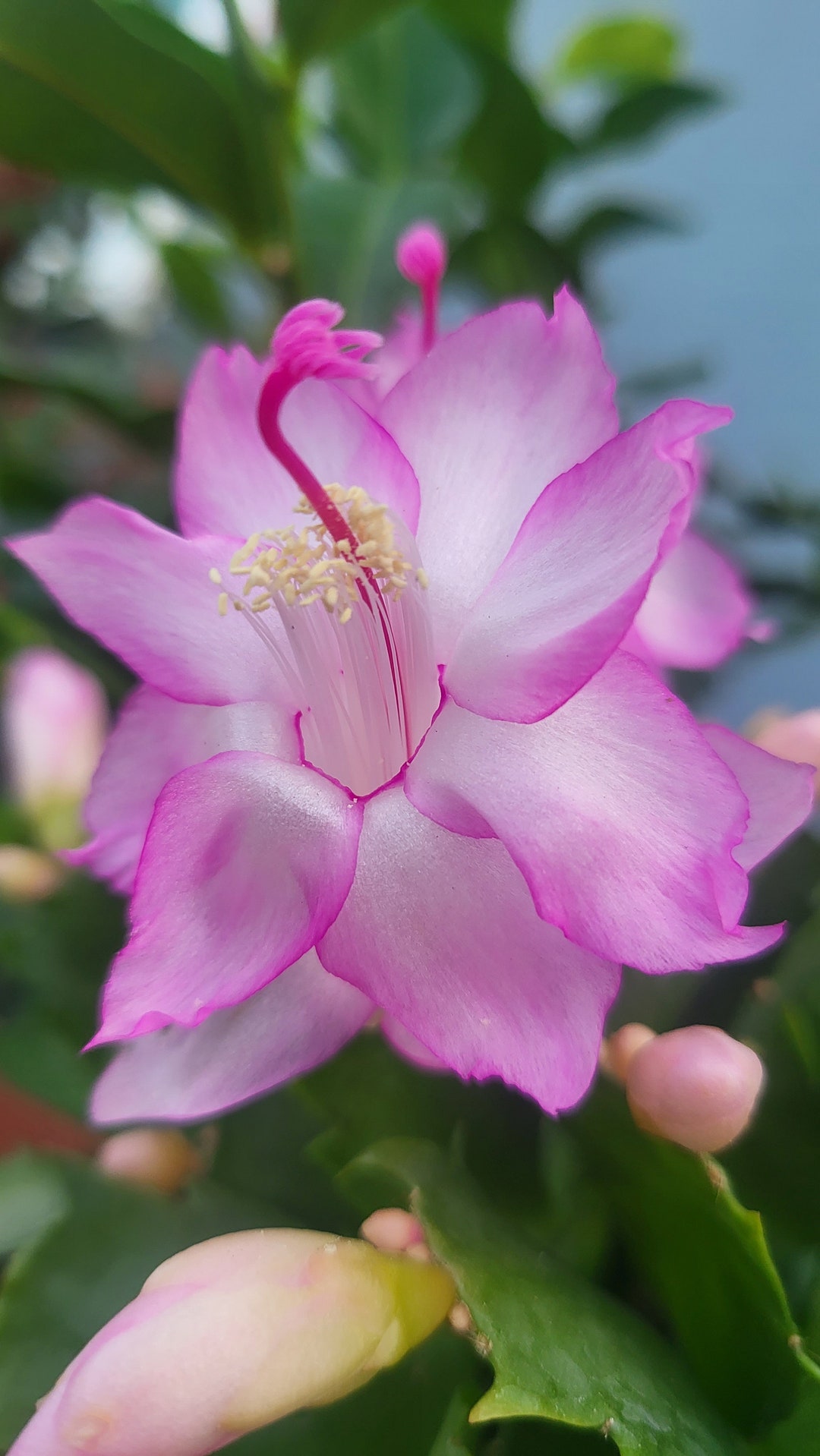 Pandora (ID#13) Schlumbergera Bridgesii - Holiday Thanksgiving Cactus ...