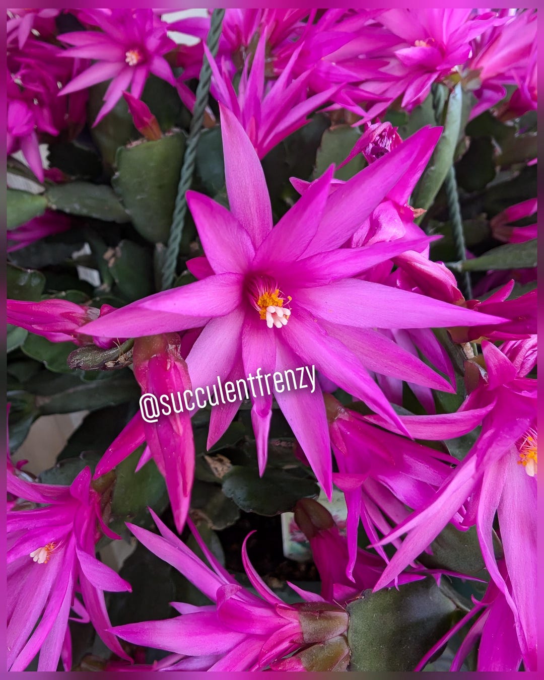 Rhipsalidopsis Gaertneri Purple Spring Cactus, Easter Cactus Cuttings ...