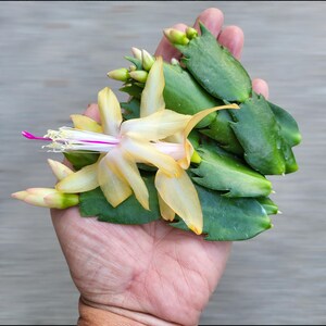 Limelight Dancer (ID#30) Yellow Color HOLIDAY CACTUS Schlumbergera ...