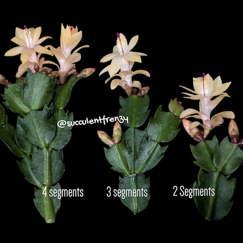 4 Segments Thor Sophia Yellow Cuttings Schlumbergera Truncata - Holiday ...