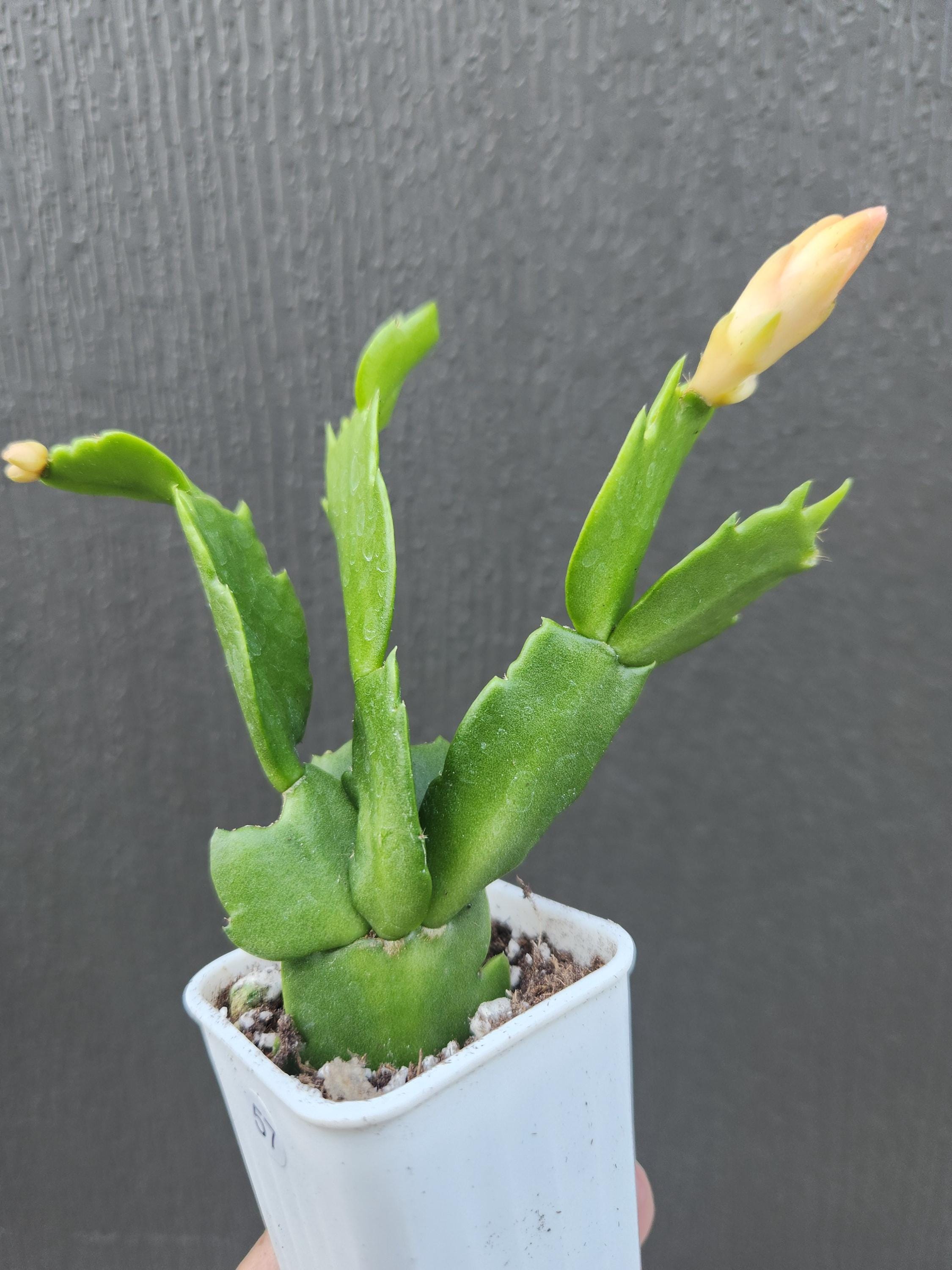 Thanksgiving Cactus Yellow NOID *exact Plant* Schlumbergera Bridgesii ...