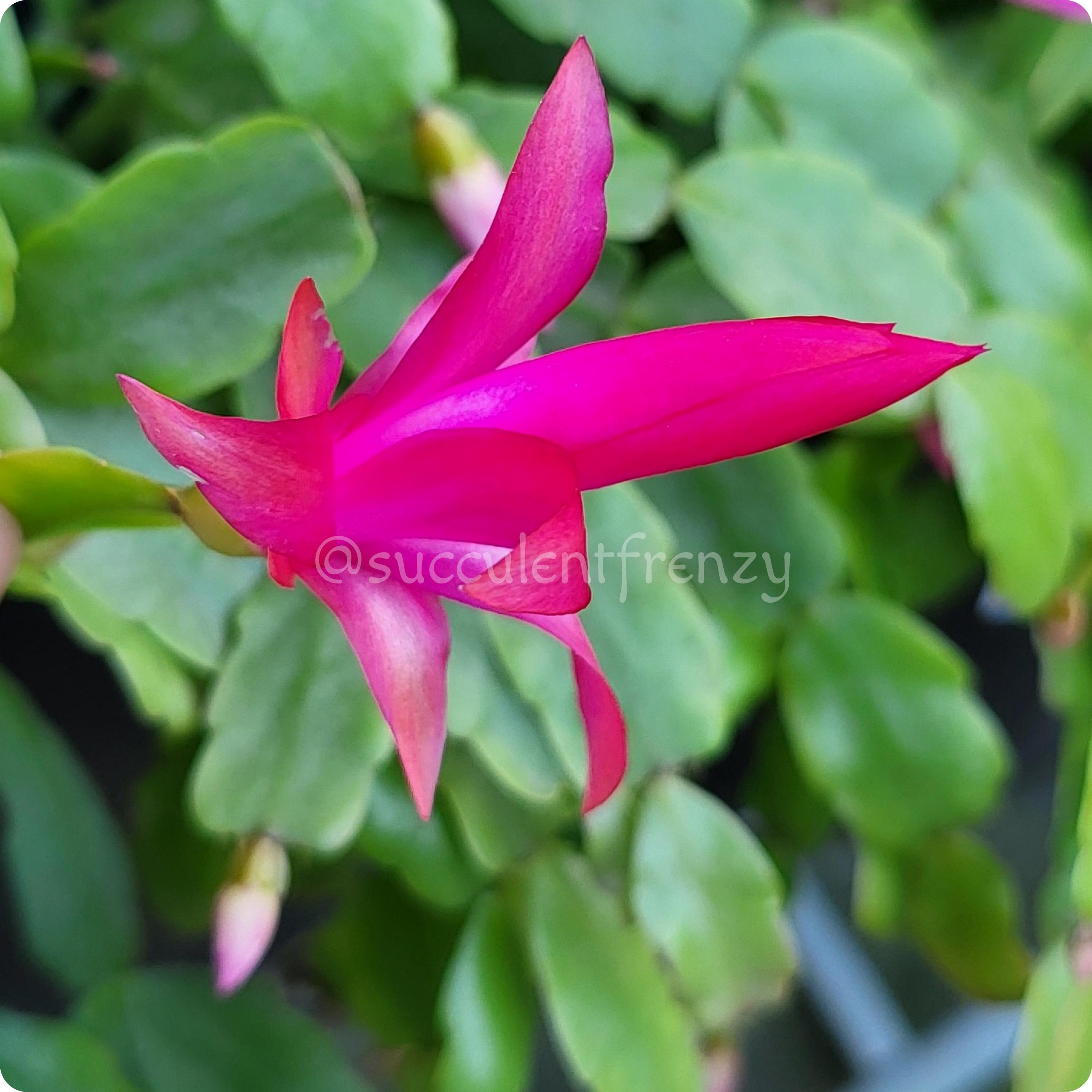 Holiday TRUE Christmas Cactus Schlumbergera Bridgesii Fuchsia Flower ...