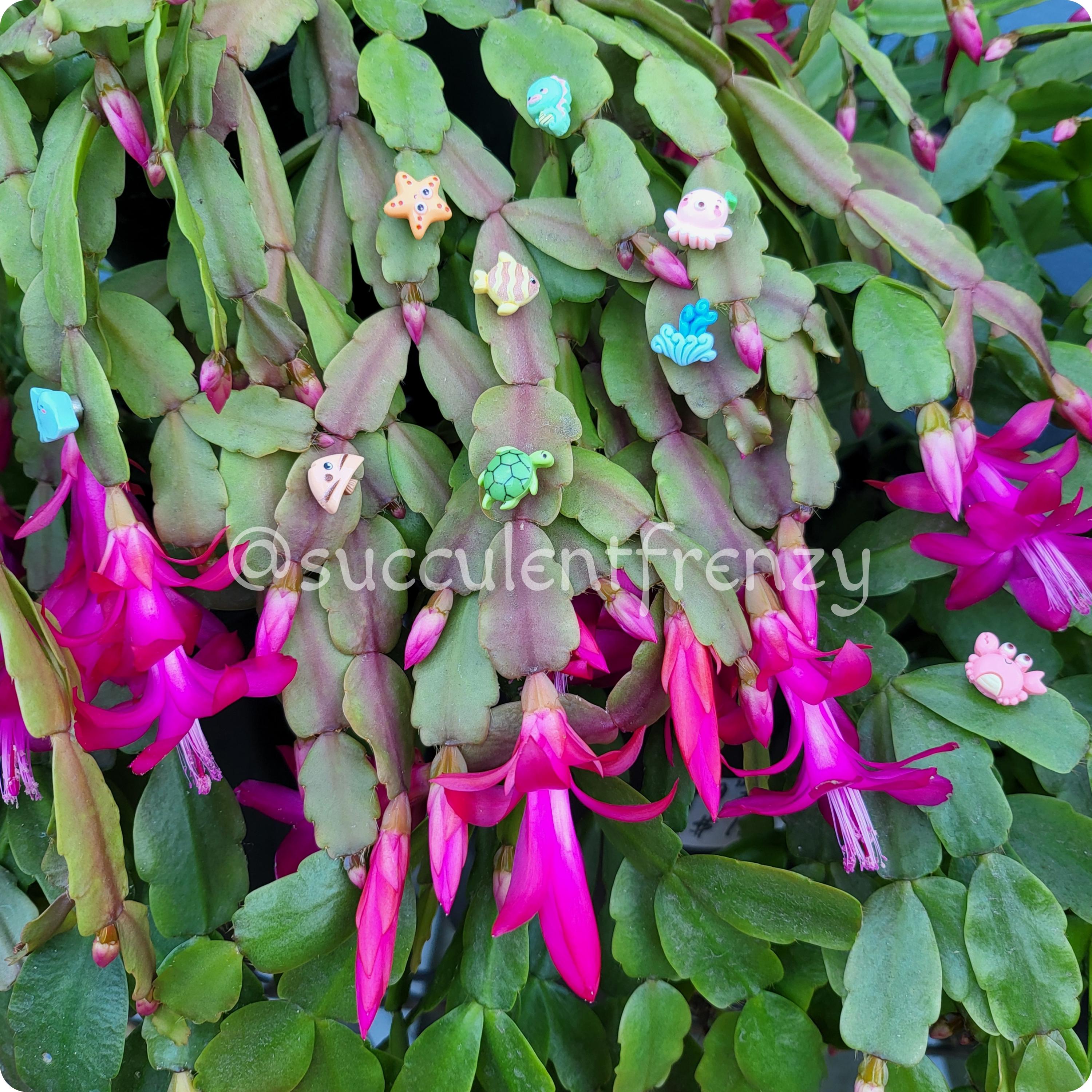 Holiday TRUE Christmas Cactus Schlumbergera Bridgesii Fuchsia Flower ...