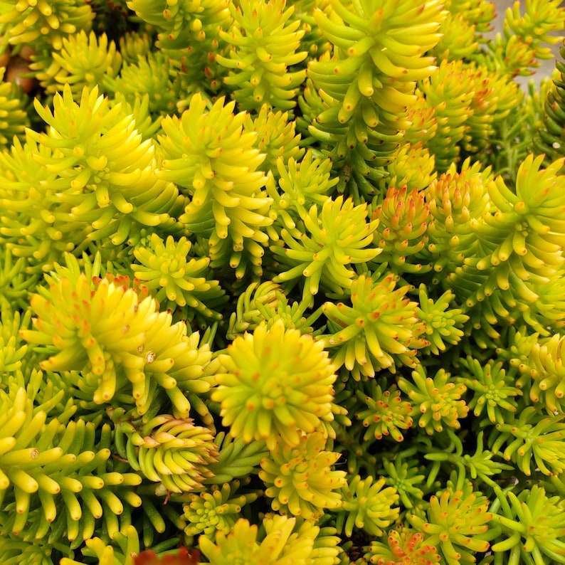 Cuttings Perennials Sedum Angelina Gold Sedum Succulent - Etsy