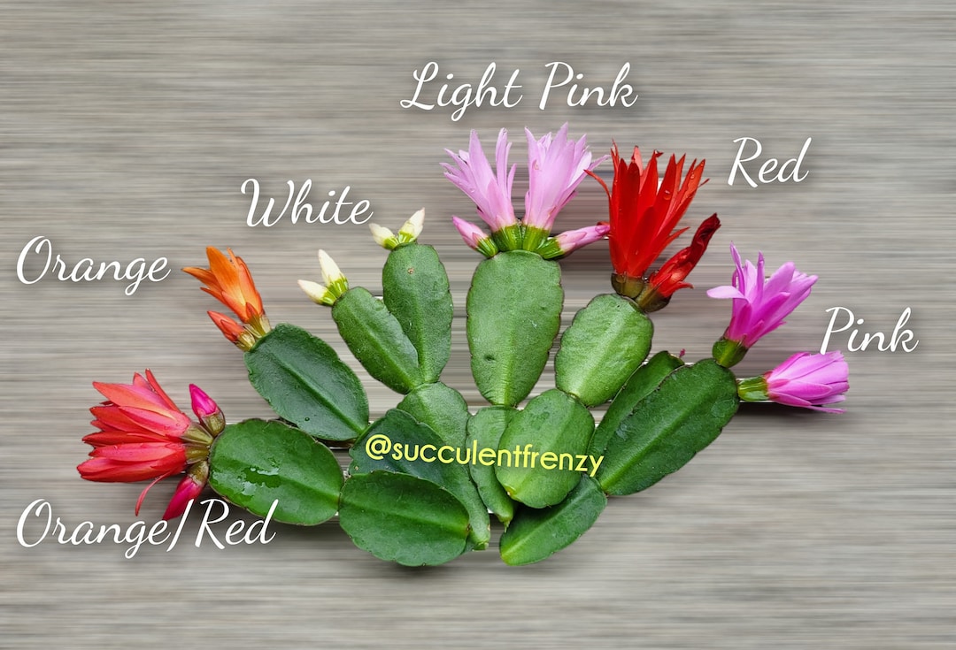 Easter Cactus, Spring Cactus, Rhipsalidopsis Gaertneri - Unrooted ...