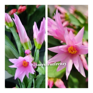 Light Pink Spring Cactus, Easter Cactus, Rhipsalidopsis Gaertneri ...