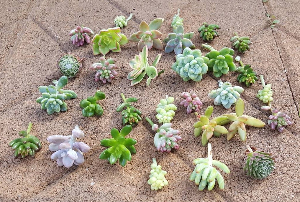 12 Succulent Cuttings 10 Varieties Rosette Mixed Size Arrangement/zen ...