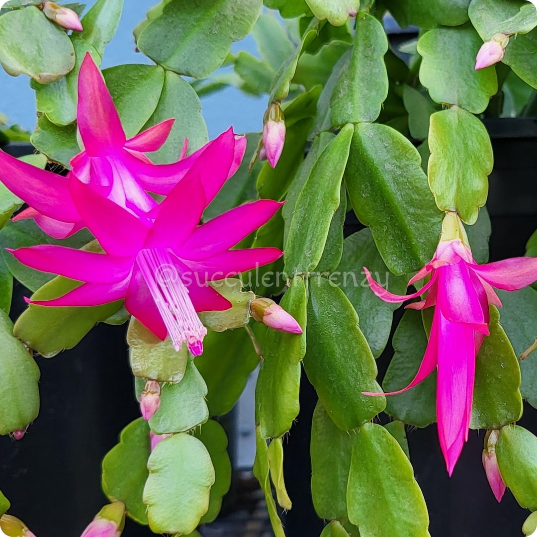 Holiday TRUE Christmas Cactus Schlumbergera Bridgesii Fuchsia Flower ...