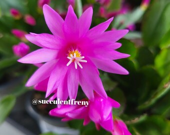 Spring Cactus, Easter Cactus, Rhipsalidopsis Gaertneri Unrooted ...