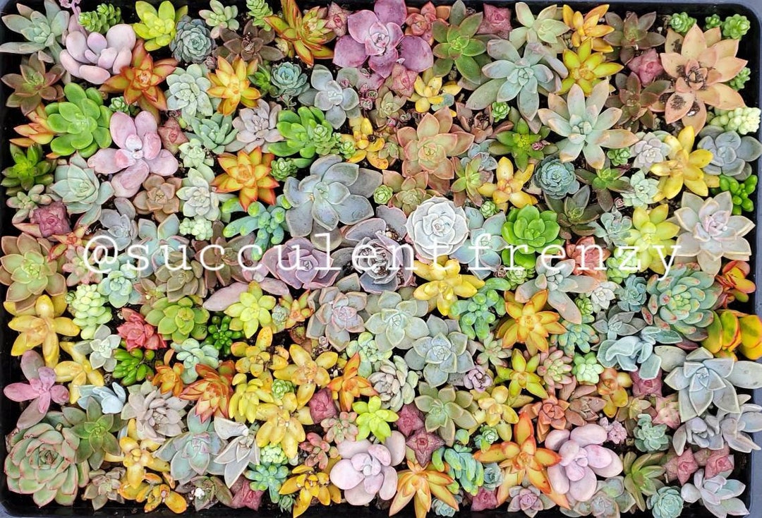 12 Succulent Cuttings 10 Varieties Rosette Mixed Size Arrangement/zen ...
