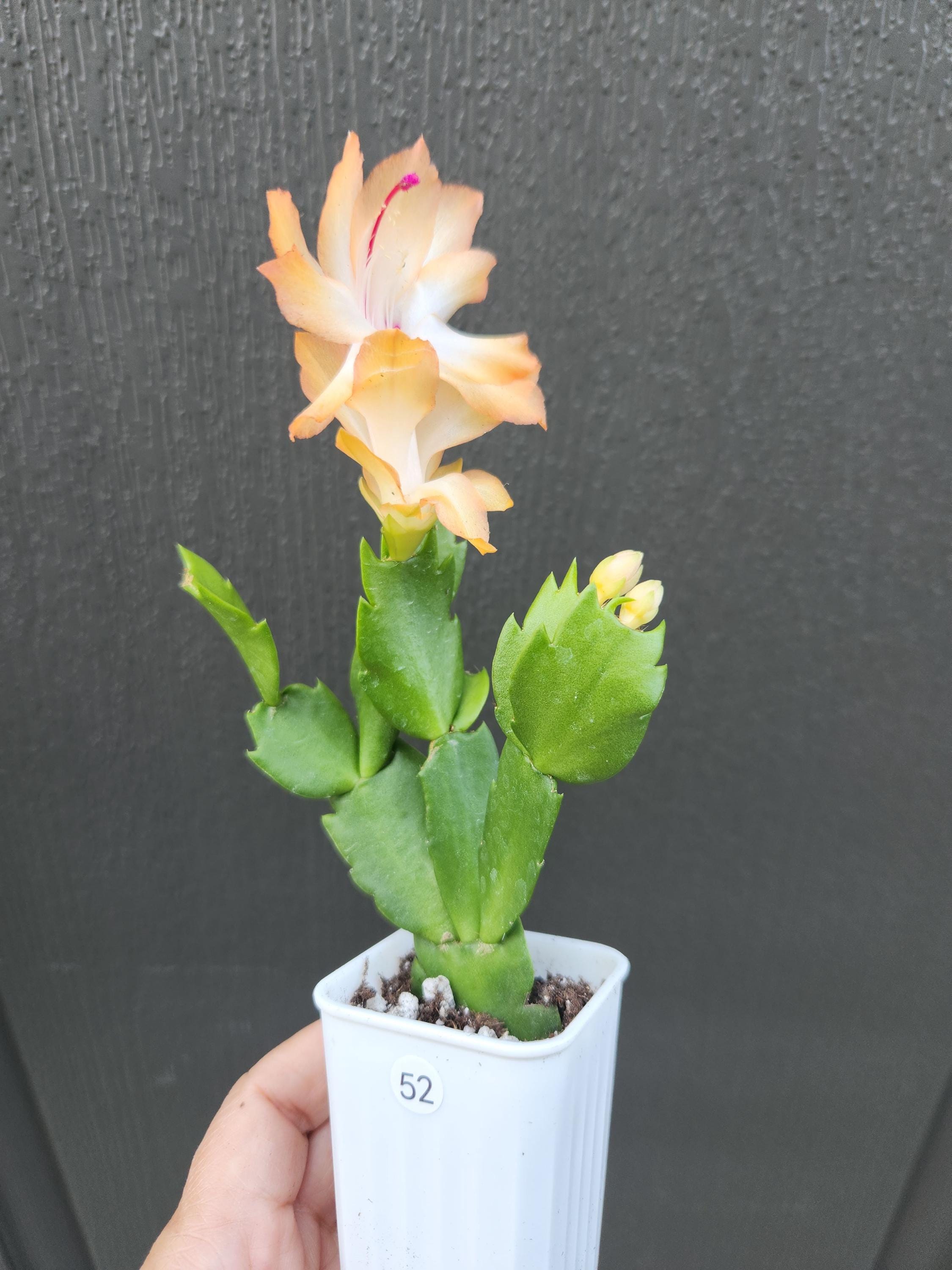 Thanksgiving Cactus Yellow NOID *exact Plant* Schlumbergera Bridgesii ...