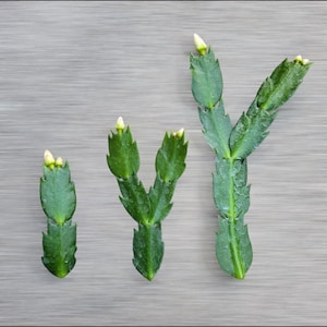 Limelight Dancer (ID#30) Yellow Color HOLIDAY CACTUS Schlumbergera ...