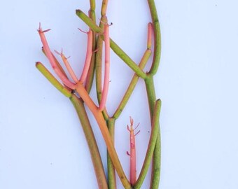 Fire Sticks Succulent - Etsy