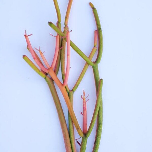 Fire Sticks Succulent - Etsy