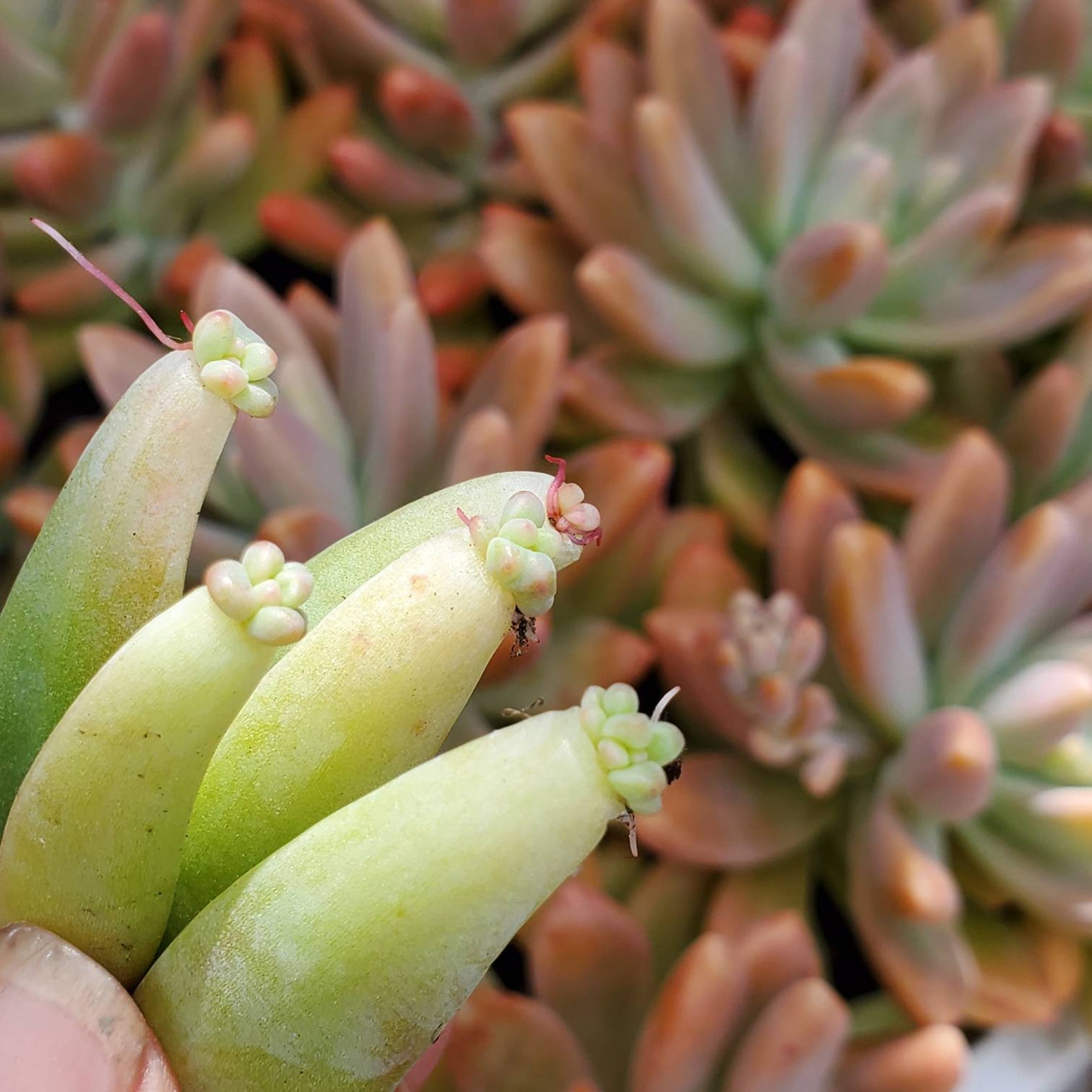 20 Leaves Graptosedum Francesco Baldi Succulent Leaf Leaves | Etsy