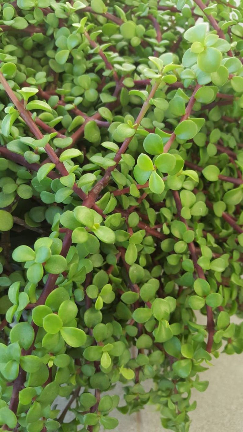 Succulent Cuttings Portulacaria Afra Prostrata/decumbent - Etsy Canada