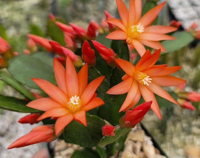 Orange Spring Cactus, Easter Cactus, Rhipsalidopsis Gaertneri - Etsy