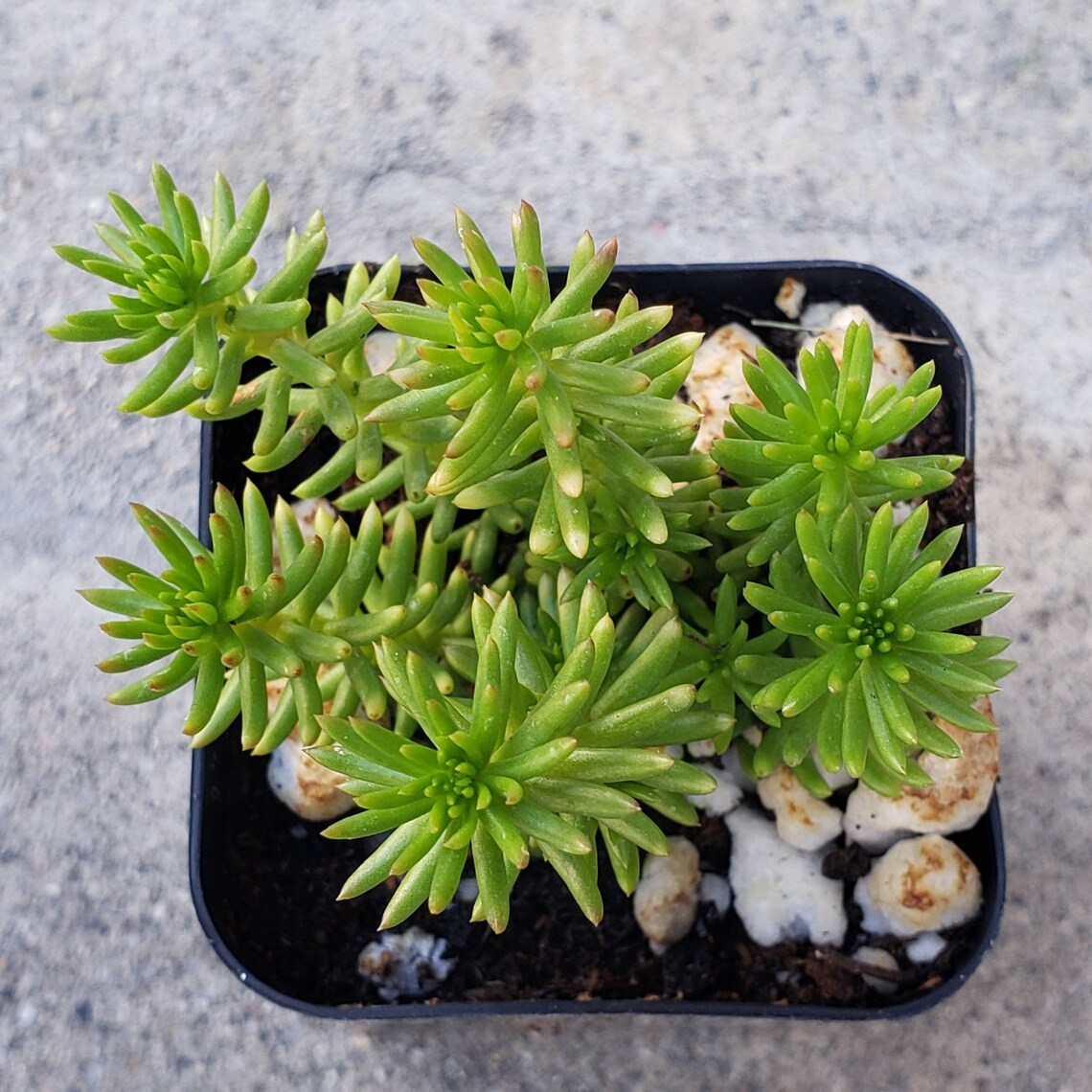 Cuttings Perennials Sedum Angelina Gold Sedum Succulent - Etsy