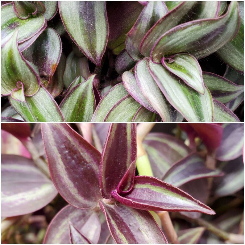 Assorted Wandering Jew/tradescantia Fluminensis Zebrina House - Etsy