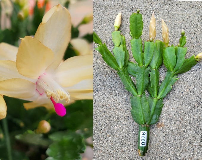 Exact Cutting Limelight Dancer Yellow Color HOLIDAY CACTUS ...