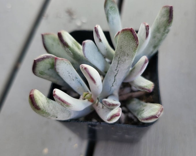 2" Pot Cotyledon Orbiculata White Sprite - Etsy