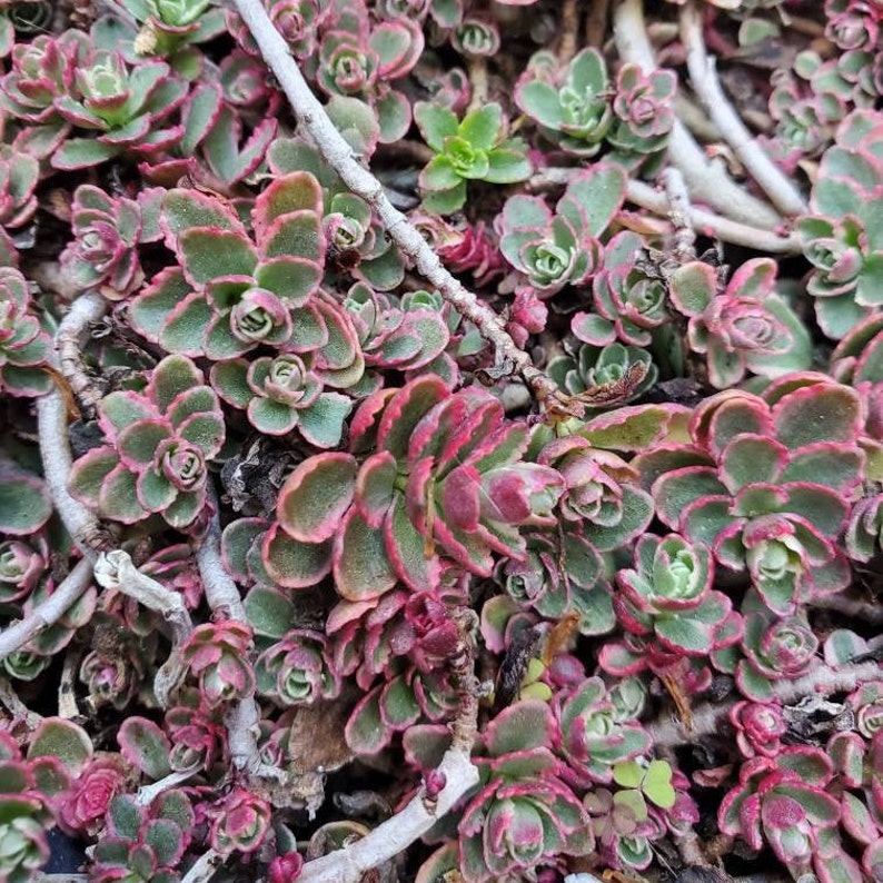 2" Pot 5 Varieties Mixed Sedum Collection Cuttings Groundcover ...