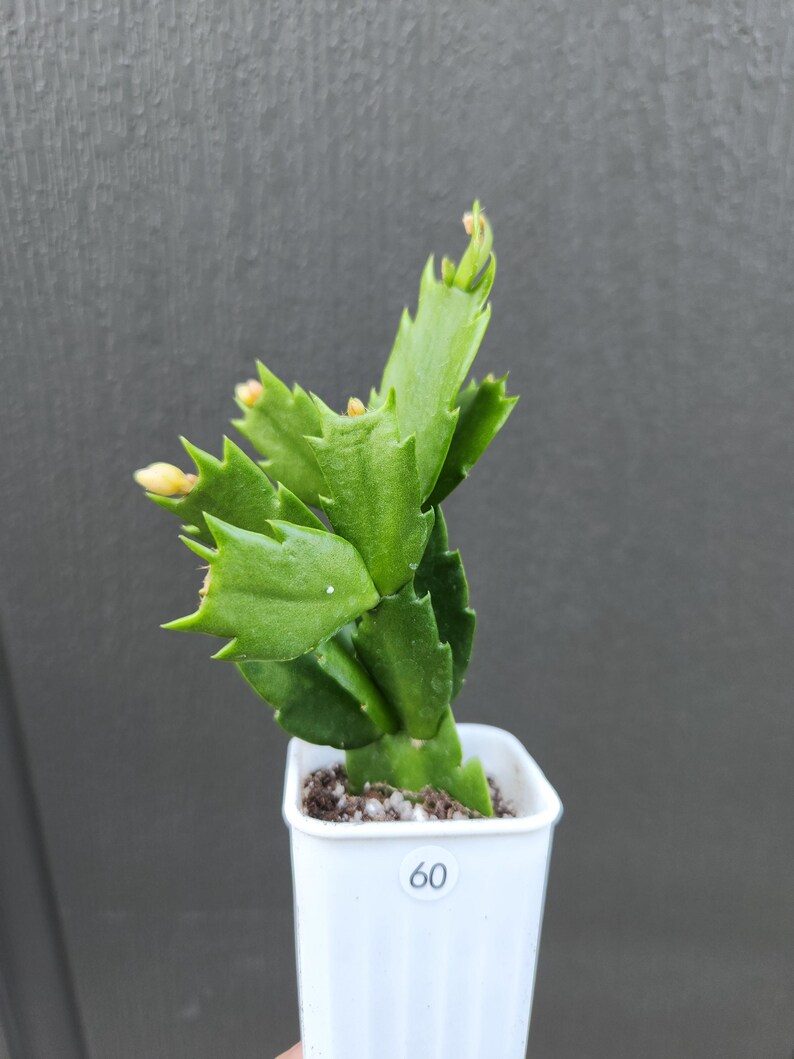 Thanksgiving Cactus Yellow NOID *exact Plant* Schlumbergera Bridgesii ...
