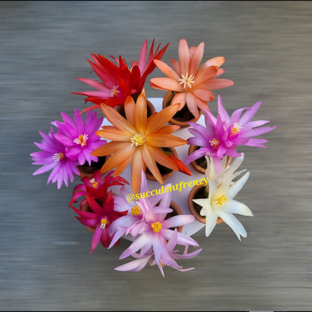 Spring Cactus, Easter Cactus, Rhipsalidopsis Gaertneri Unrooted ...