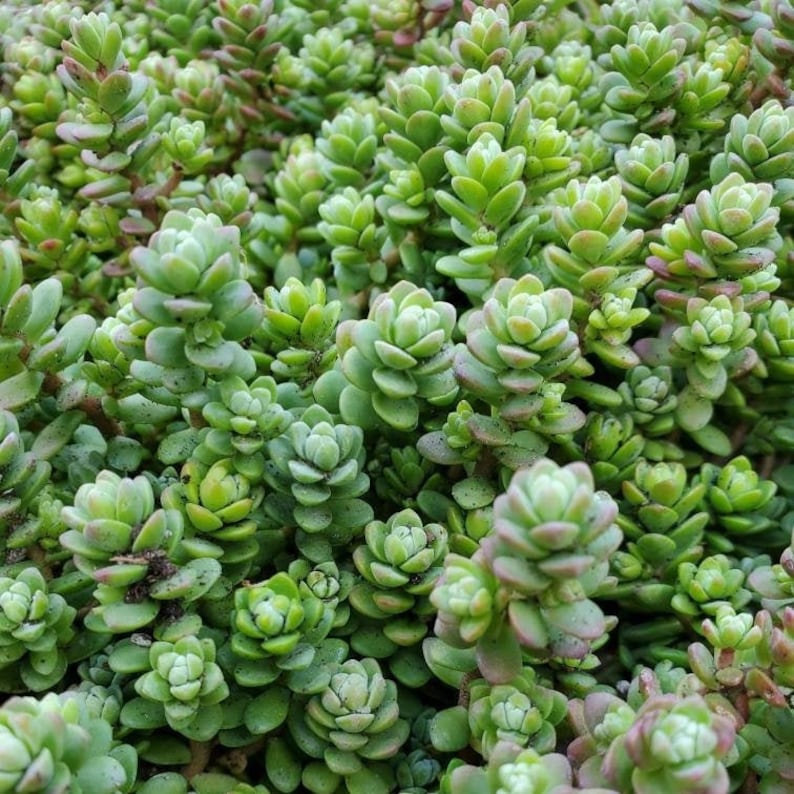 2" Pot 5 Varieties Mixed Sedum Collection Cuttings Groundcover ...