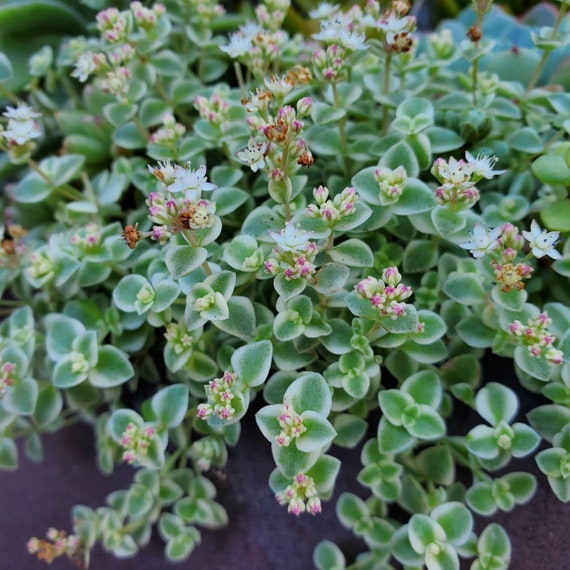 Miniature Sedum