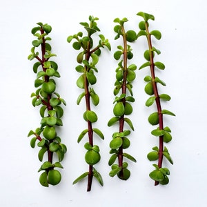 Succulent Cuttings Portulacaria Afra Prostrata/decumbent, Trailing ...