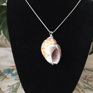 Natural Seashell Pendant, 18K White Gold Plated on 22" Sterling Silver ...