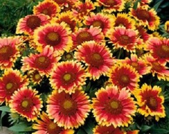 Amaranthus Early Splendor Flower Seeds/Hypochondriacus/Annual | Etsy