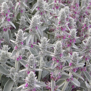 100 Lambs Ear Seeds Stachys Byzantina Lanata Deer Resistant Flower - Etsy