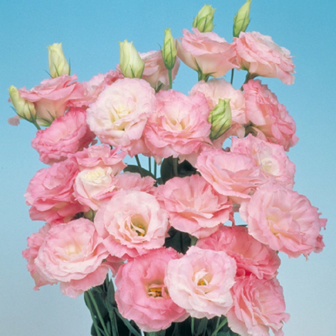 Lisianthus Seeds Mariachi Misty Pink 25 Thru 500 Bulk Pelleted Seeds ...