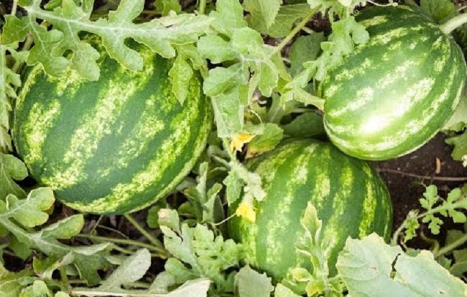 Bush Watermelon Cal Sweet Watermelon 25 Thru 300 Seeds - Etsy