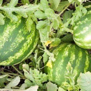 Bush Watermelon Cal Sweet Watermelon 25 Thru 300 Seeds - Etsy