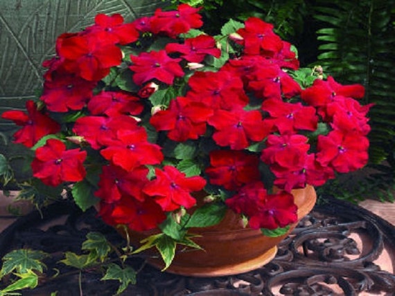 Red Impatiens Flower