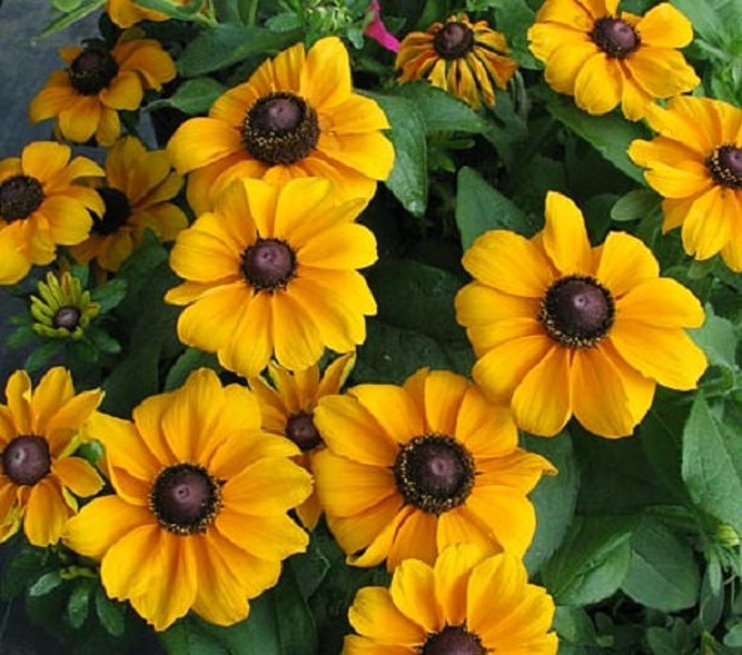 50 Rudbeckia Seeds to to Gold - Etsy