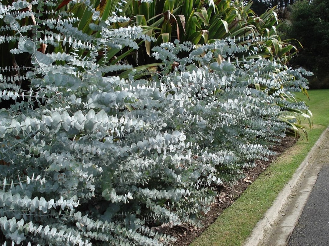 MPB#5 Silver Drop Eucalyptus Seeds 25 Thru 500 Bulk Seeds - Etsy