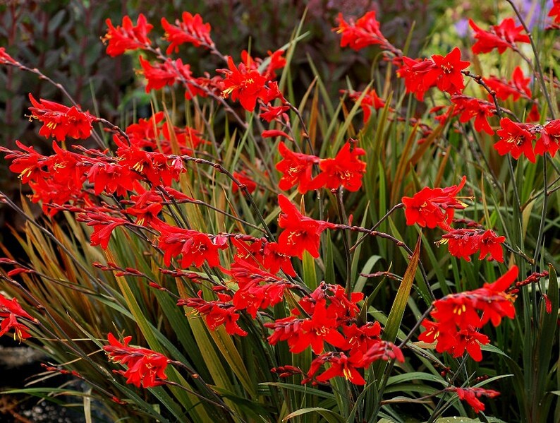 MPB11 Crocosmia Seeds 25 Seeds Crocosmia Paniculata Hydrida | Etsy