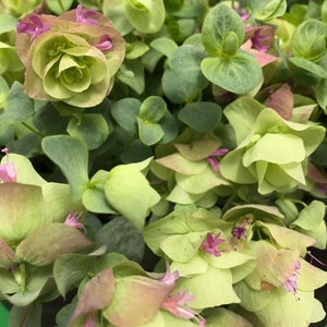 Kirigami Oregano 50 Seeds Ornamental Oregano Trailing Oregano Seeds - Etsy