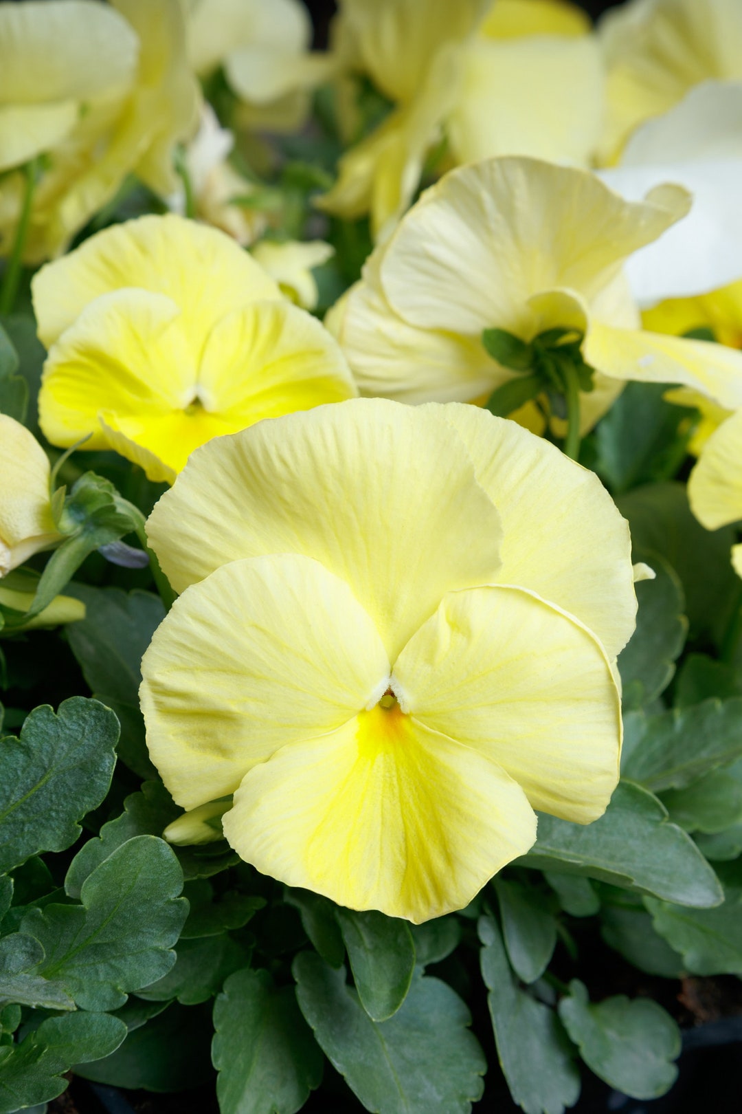 Pansy Seeds Grandio Primrose 25 Pansy Seeds F1 Seeds - Etsy