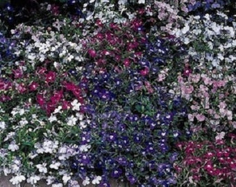350 Red Cardinal Flower Seeds / Lobelia Cardinalis - Etsy