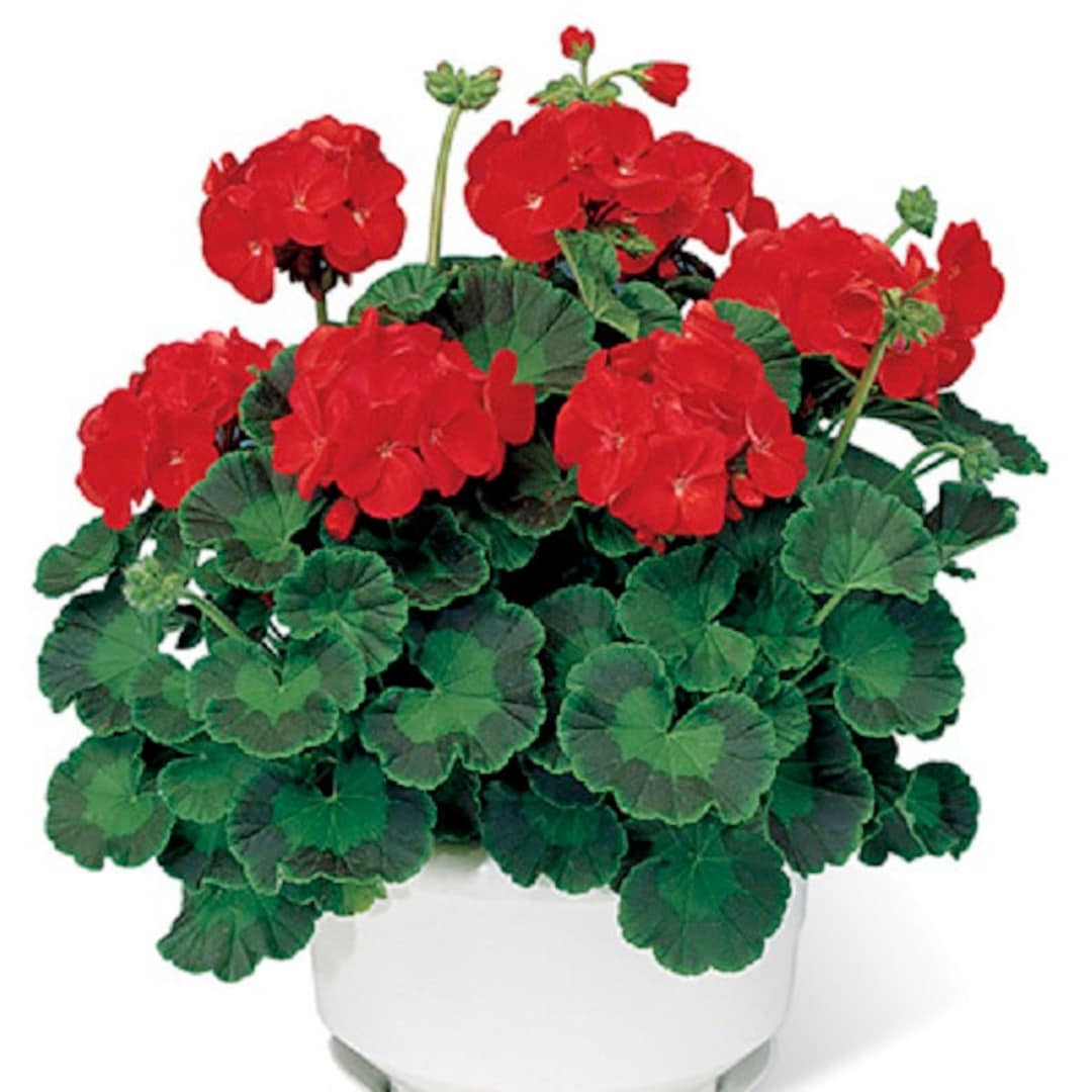 Flower Seeds 15 Geranium Seeds Pinto Premium Scarlet - Etsy